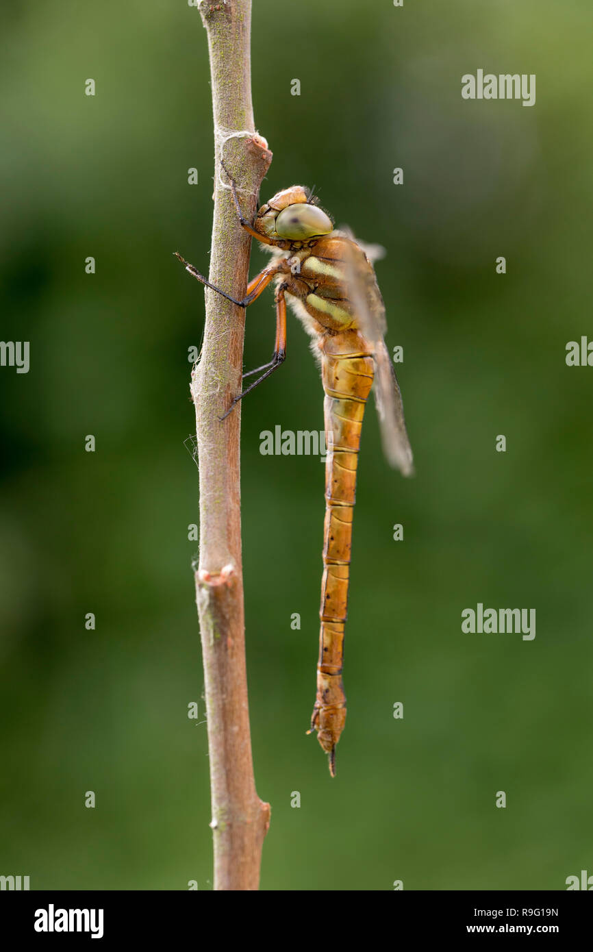 Norfolk hawker dragonfly hi-res stock photography and images - Alamy