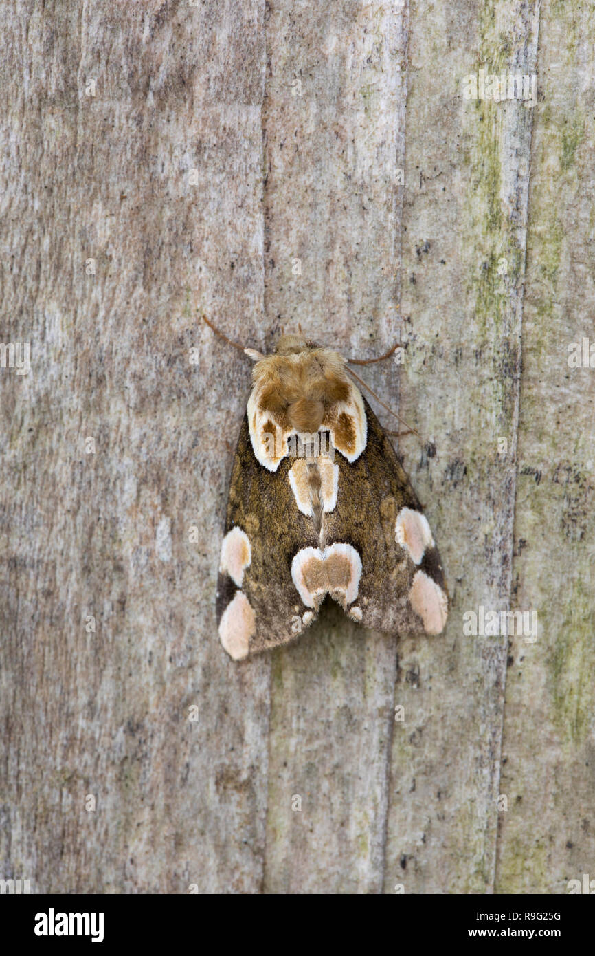 Peach Blossom Moth High Resolution Stock Photography and Images - Alamy