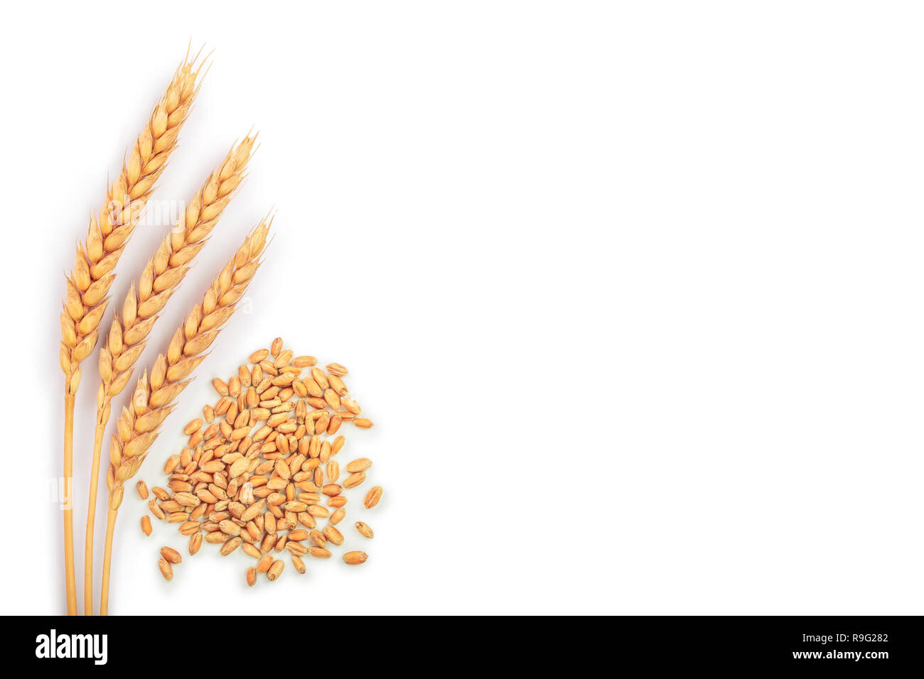 grain and ears of wheat isolated on white background with copy space ...