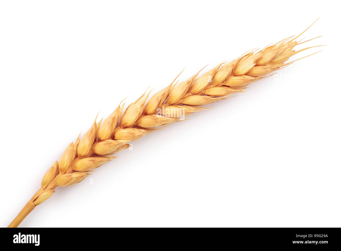 ears of wheat isolated on white background. Top view Stock Photo - Alamy