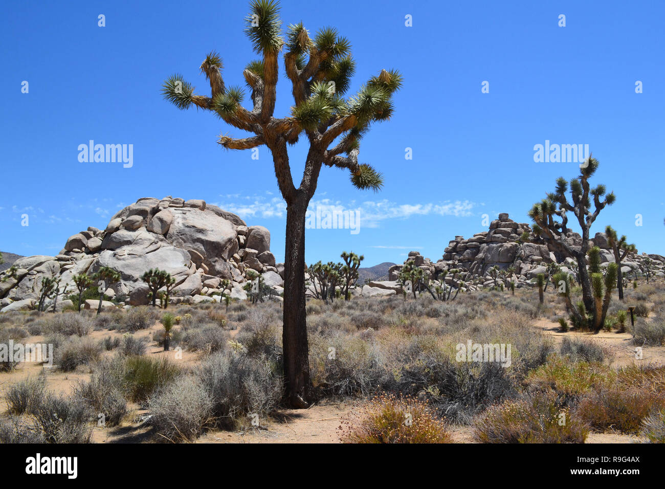 Joshua trees, rock formations in the Joshua Tree National Park ...