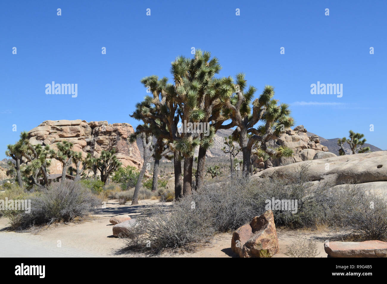 Joshua trees, rock formations and Cactus Garden in the Joshua Tree ...