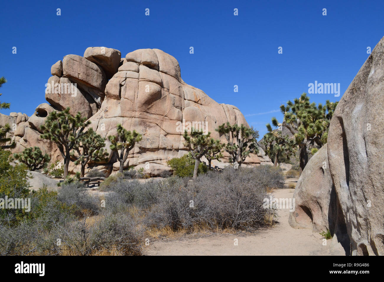 Joshua pine trees hi-res stock photography and images - Alamy