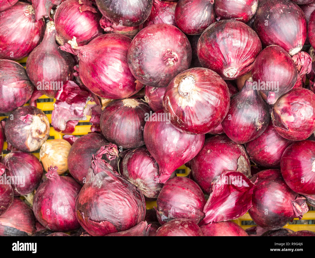 Red Onion Texture Stock Photo - Alamy