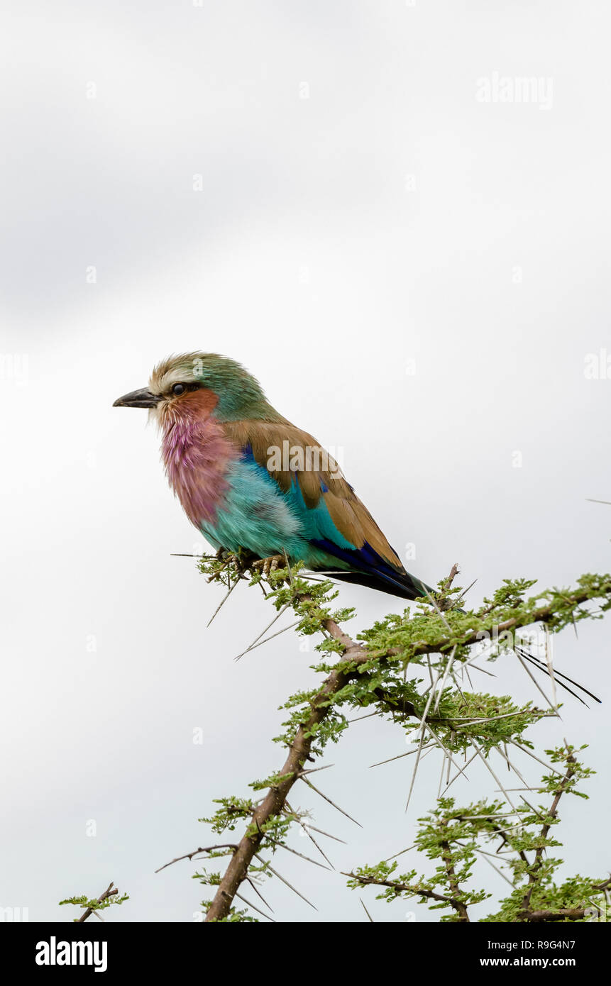 Lilac-breasted roller (Coracias caudatus) perched in Tanzania Stock ...