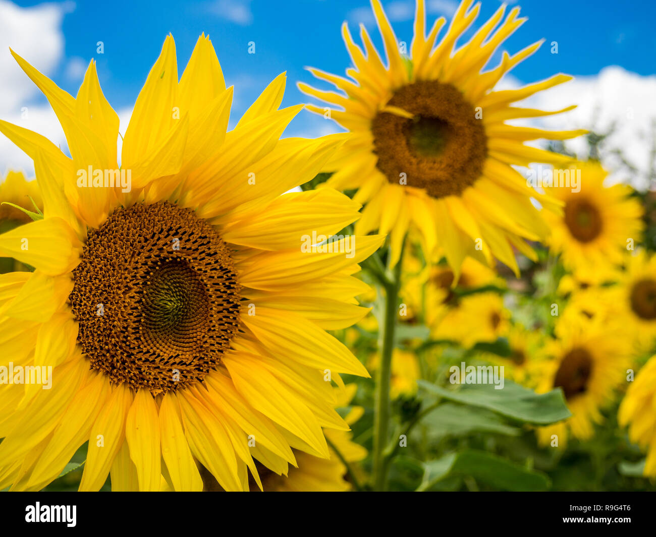 nice sunflower field Stock Photo - Alamy
