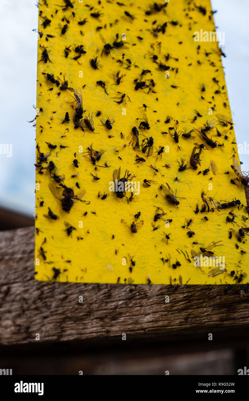 Insect trap Yellow trap Stock Photo - Alamy
