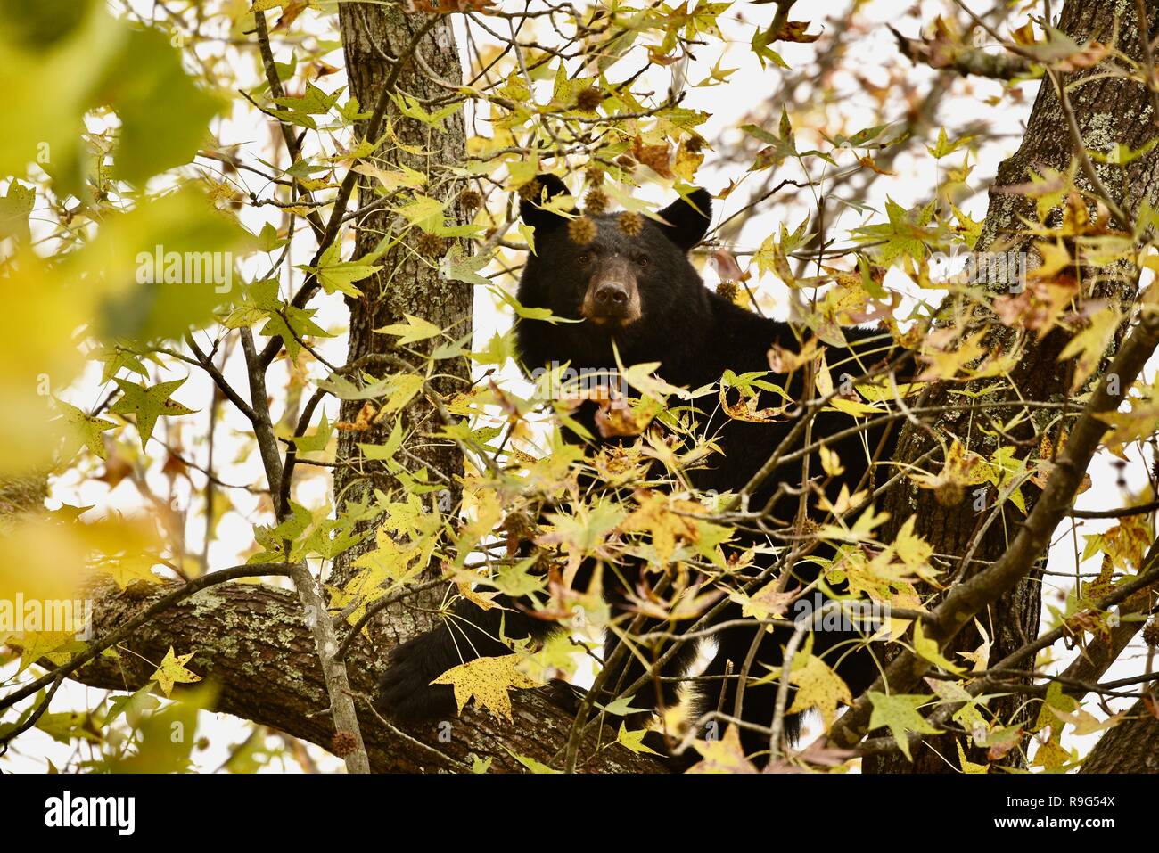 Wild American black bear up in a tree peering through branches ...