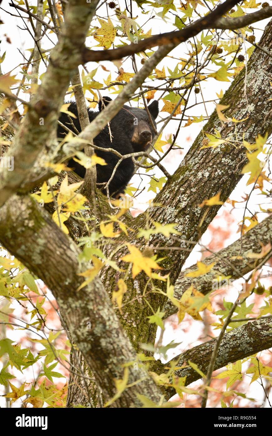 Wild American black bear up in a tree peering through branches ...