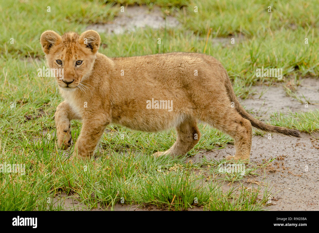 Lion and cub in rain hi-res stock photography and images - Alamy