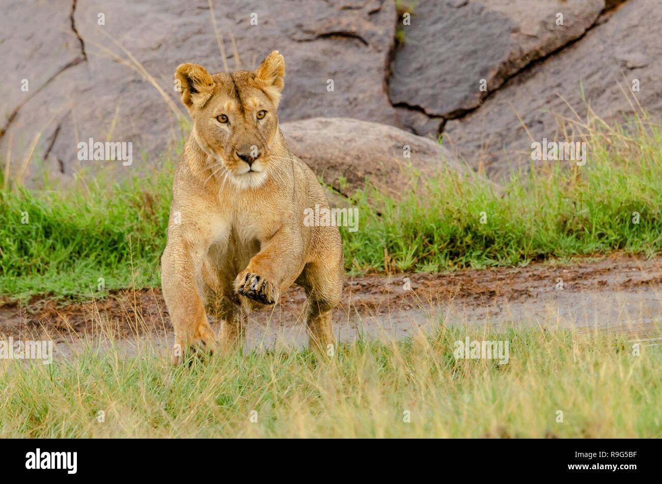 Lioness Leaping