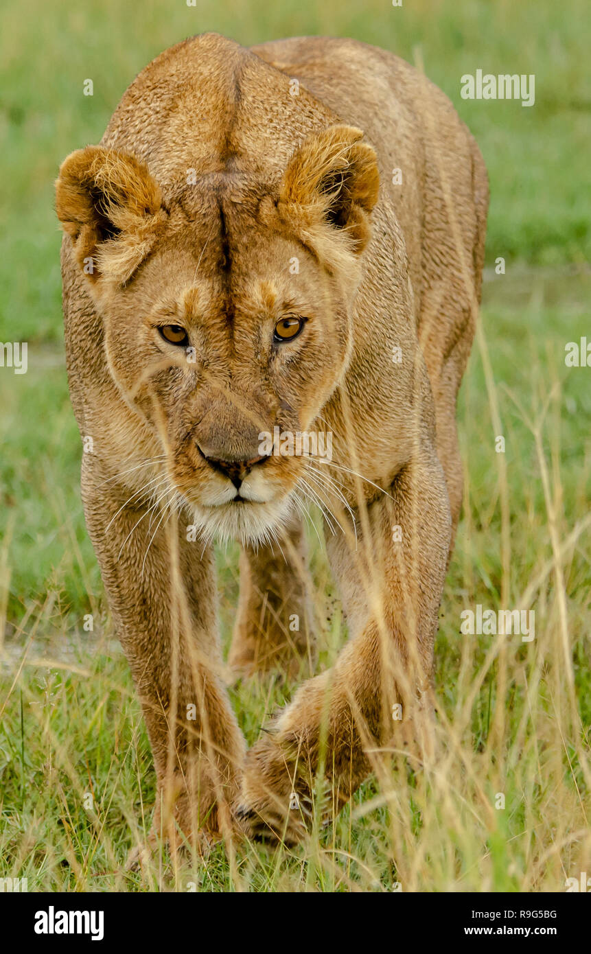 Lioness (Panthera leo) on the prowl in Tanzania, Africa Stock Photo - Alamy