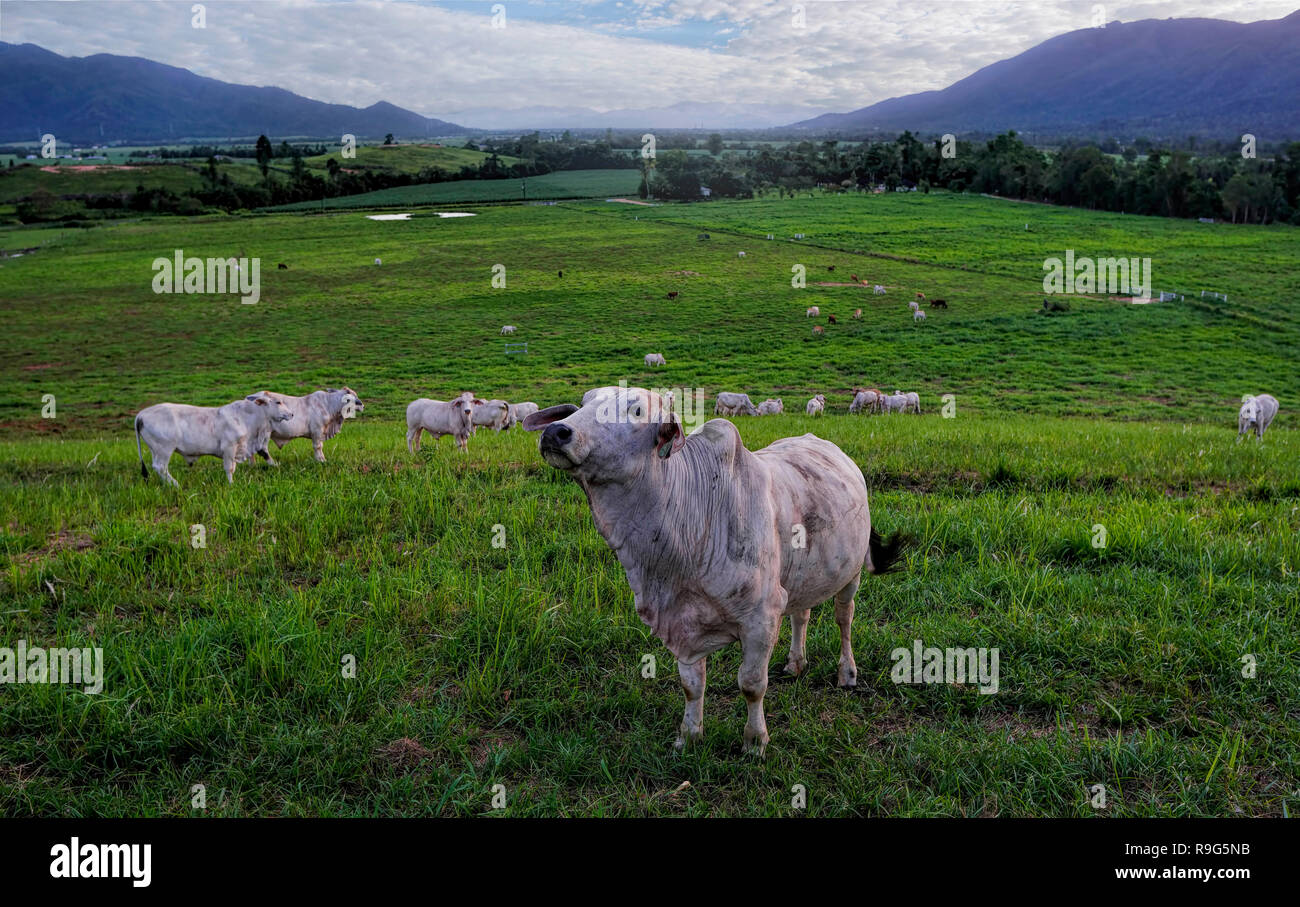 Cow looking up hi-res stock photography and images - Alamy