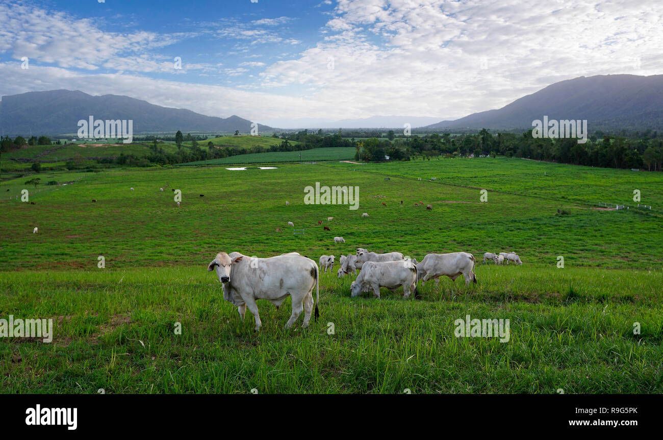 cows in green paddock with mountains in the background, Tully Australia ...