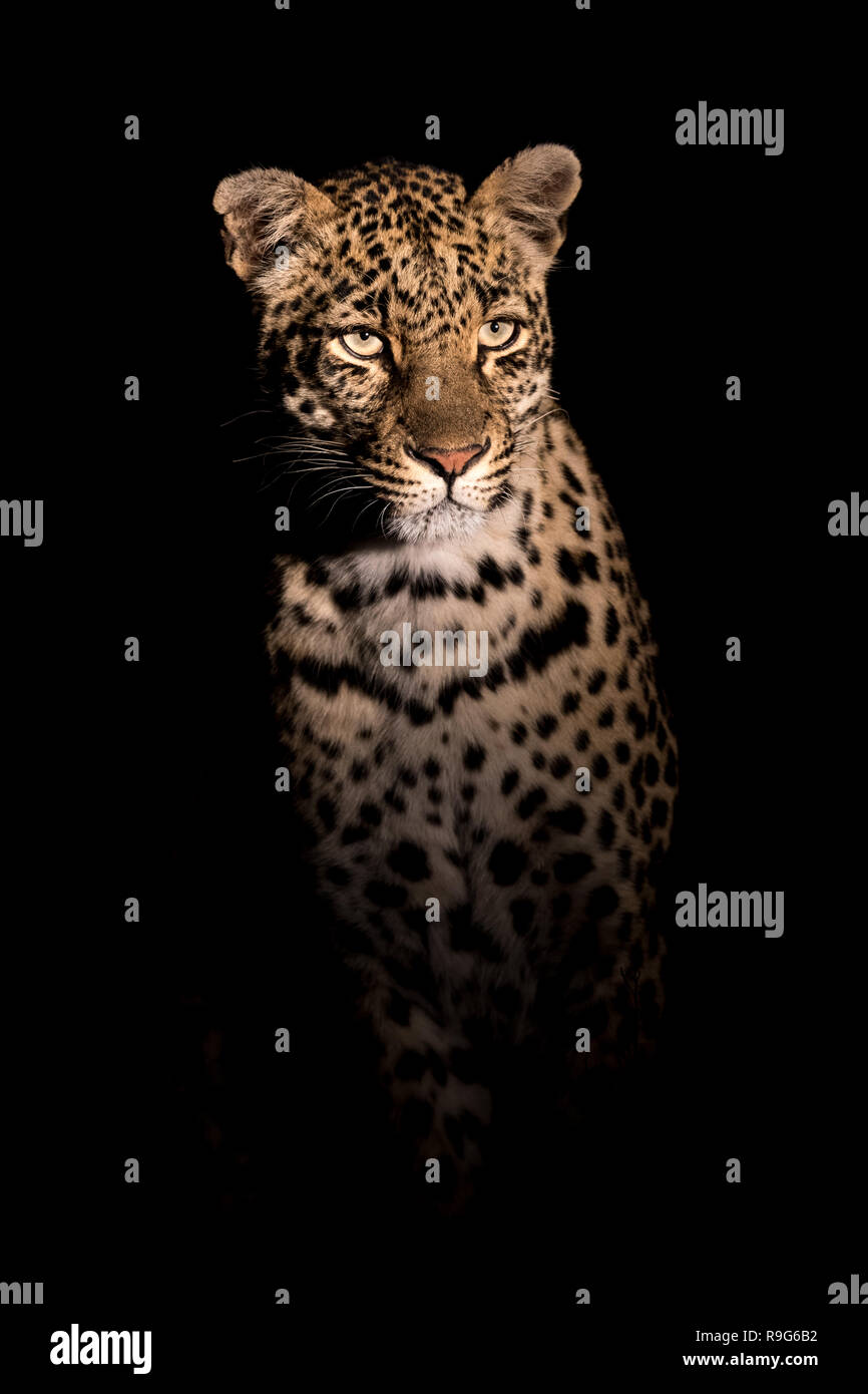 Adult female leopard in spotlight Stock Photo - Alamy