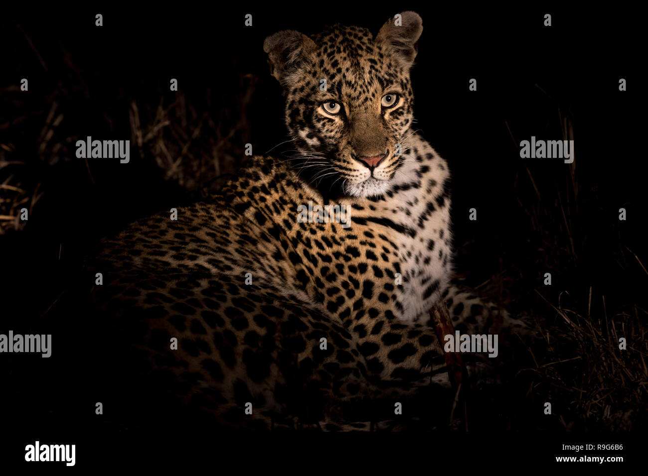 Adult female leopard hi-res stock photography and images - Alamy
