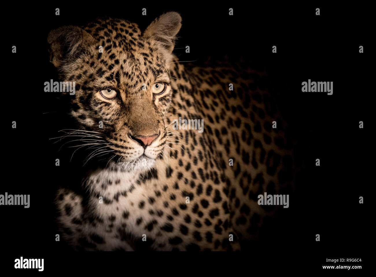 Adult female leopard hi-res stock photography and images - Alamy