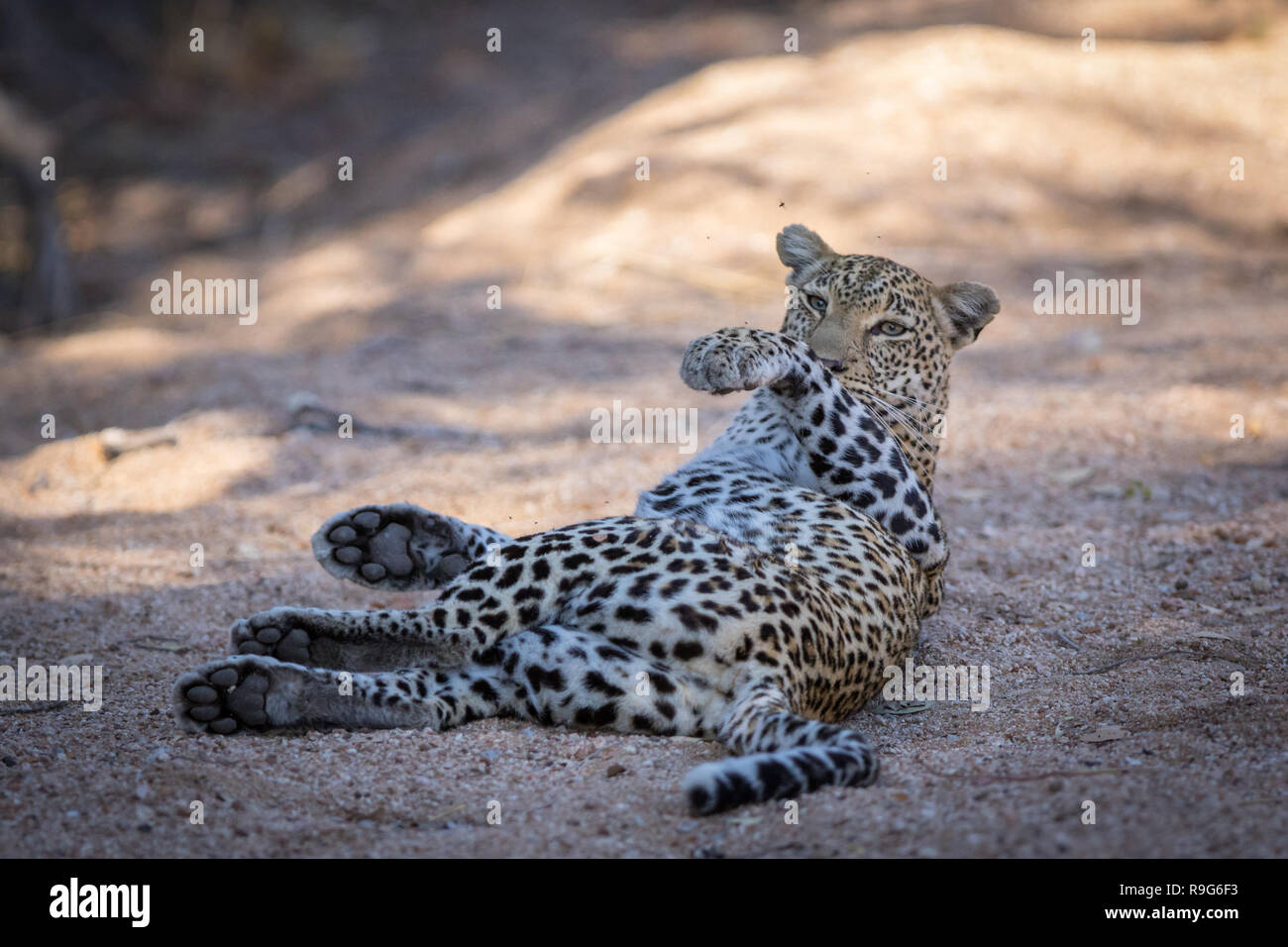 Leopard rolling hi-res stock photography and images - Alamy