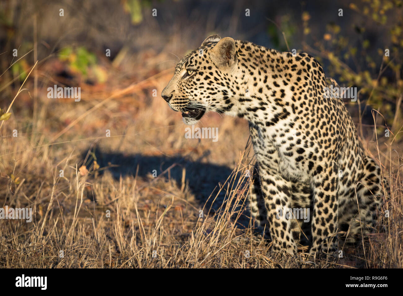 Rosettes sitting hi-res stock photography and images - Alamy