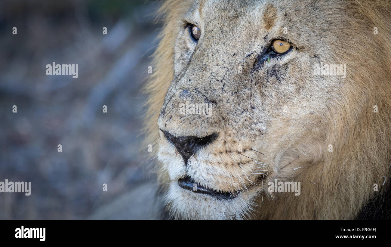 Lion under tree hi-res stock photography and images - Alamy