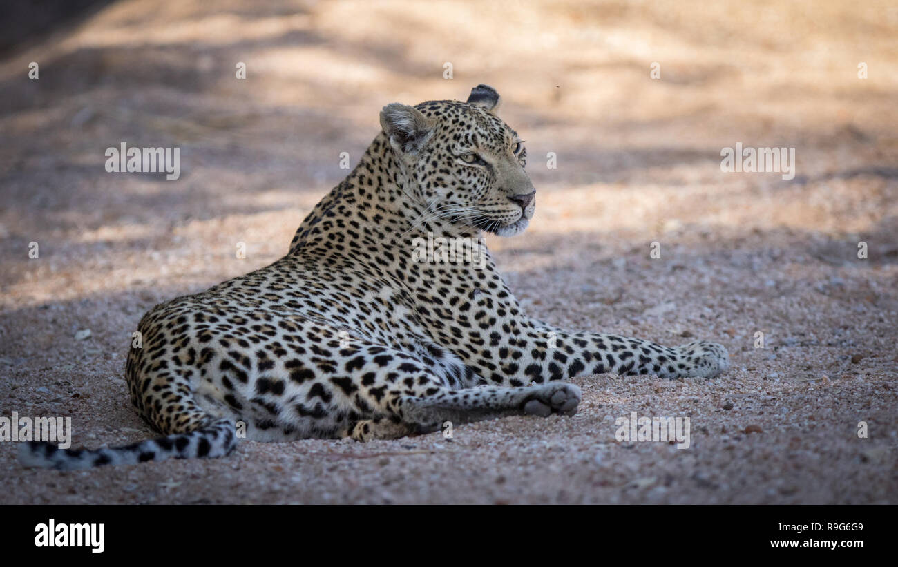 Close up of relaxed female leopard resting Stock Photo - Alamy