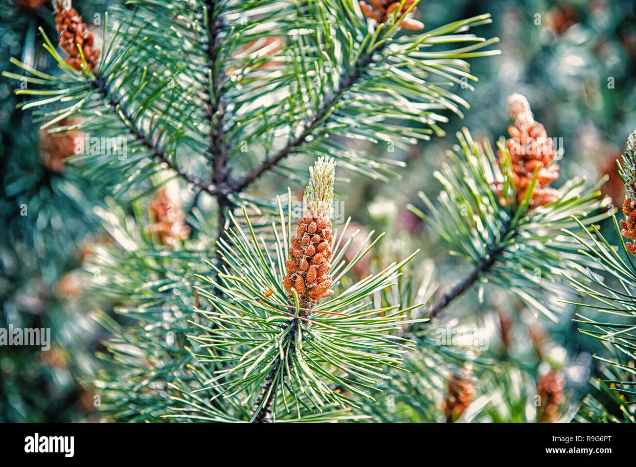 Pine cone and green needles on fir tree in krakow, poland. Christmas ...