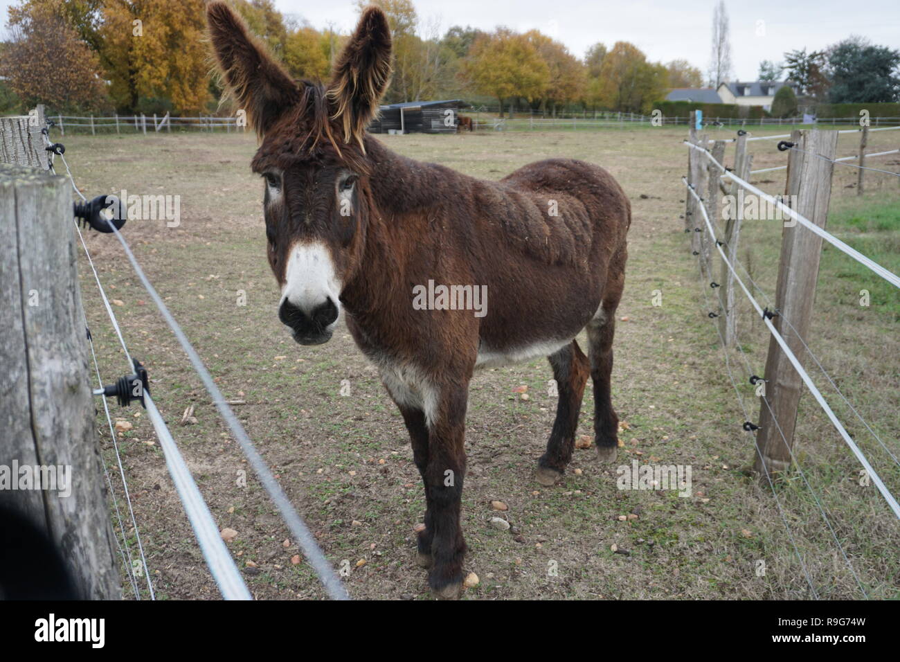 Brown Donkey