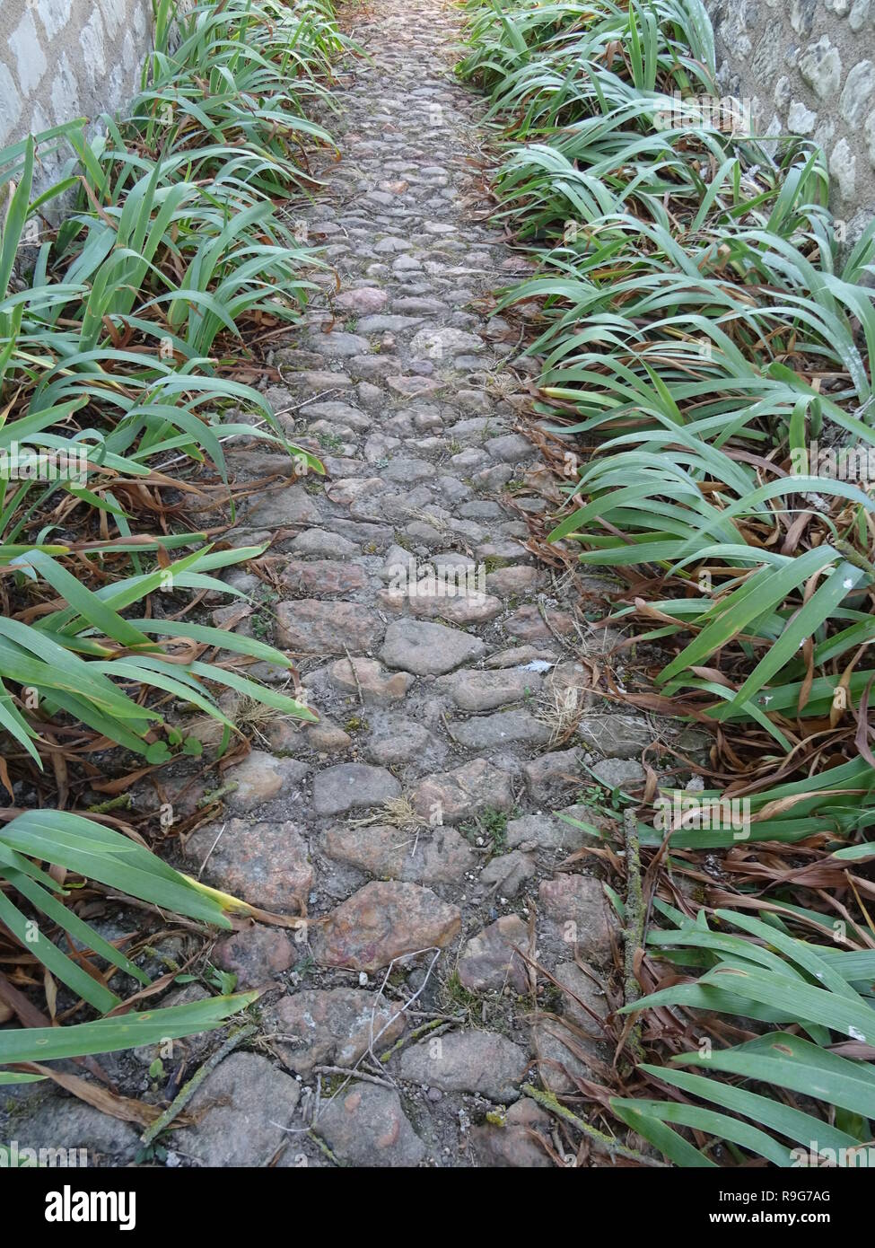 Small cobblestone path up the hill with green bushes lining up the walk ...
