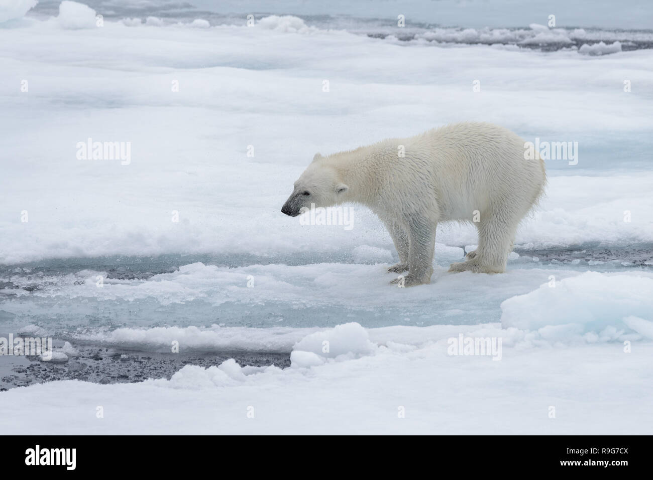 Wet polar bear shaking off on pack ice in Arctic sea Stock Photo - Alamy