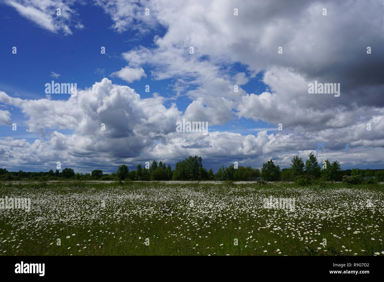 Trees woods stormy sky hi-res stock photography and images - Alamy
