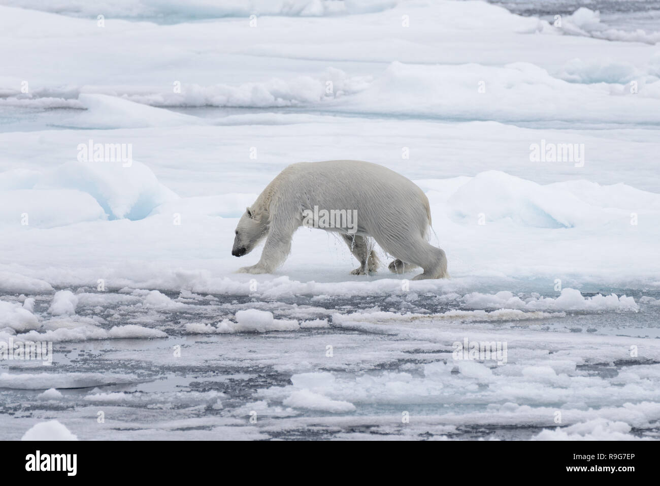 Wet polar bear going on pack ice in Arctic sea Stock Photo - Alamy