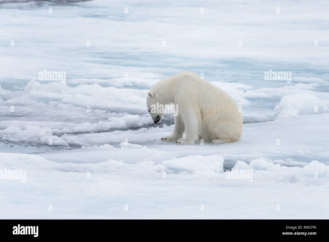Female polar bear sitting ice hi-res stock photography and images - Alamy