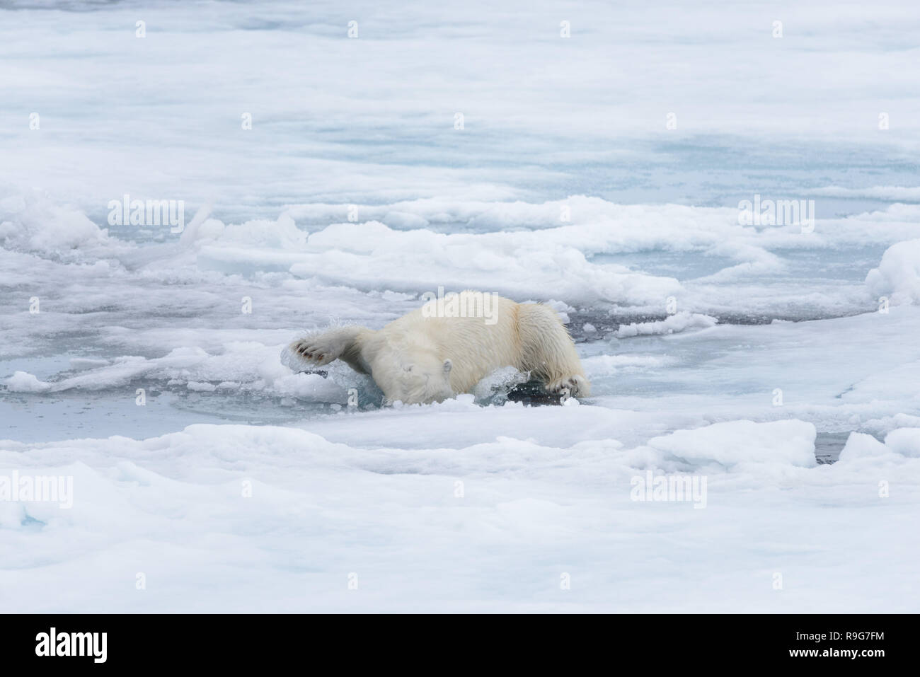 Wet polar bear shaking off on pack ice in Arctic sea Stock Photo - Alamy