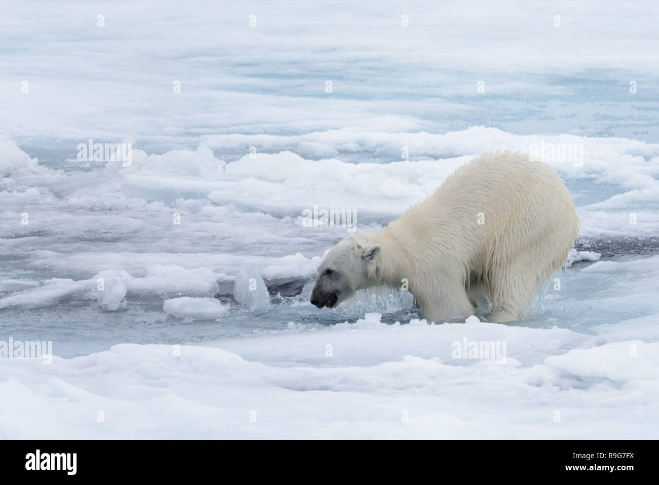 Wet polar bear shaking off on pack ice in Arctic sea Stock Photo - Alamy