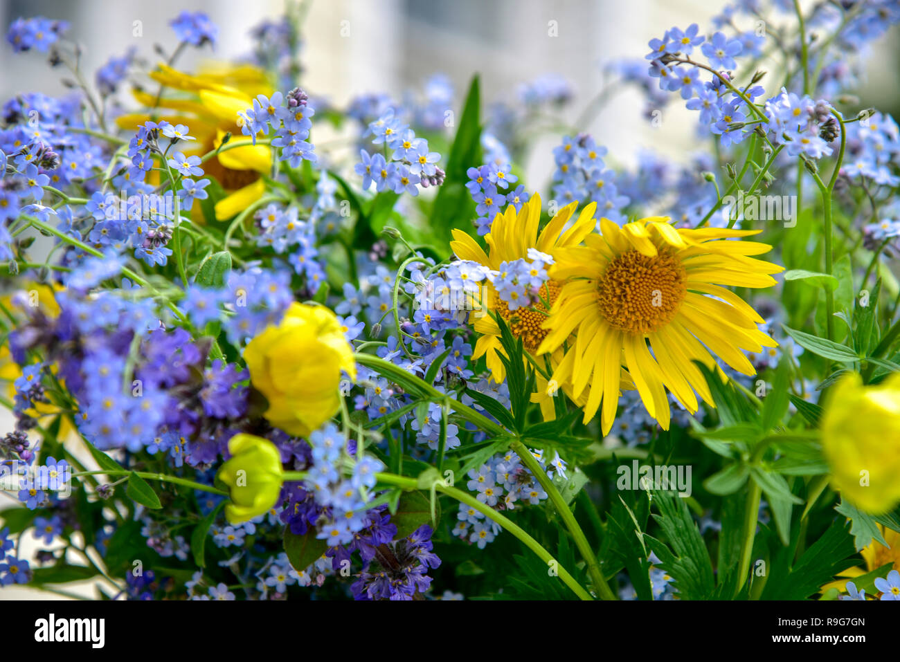 Forget-me-nots, daisies wild flowers close - up blue and yellow bright ...