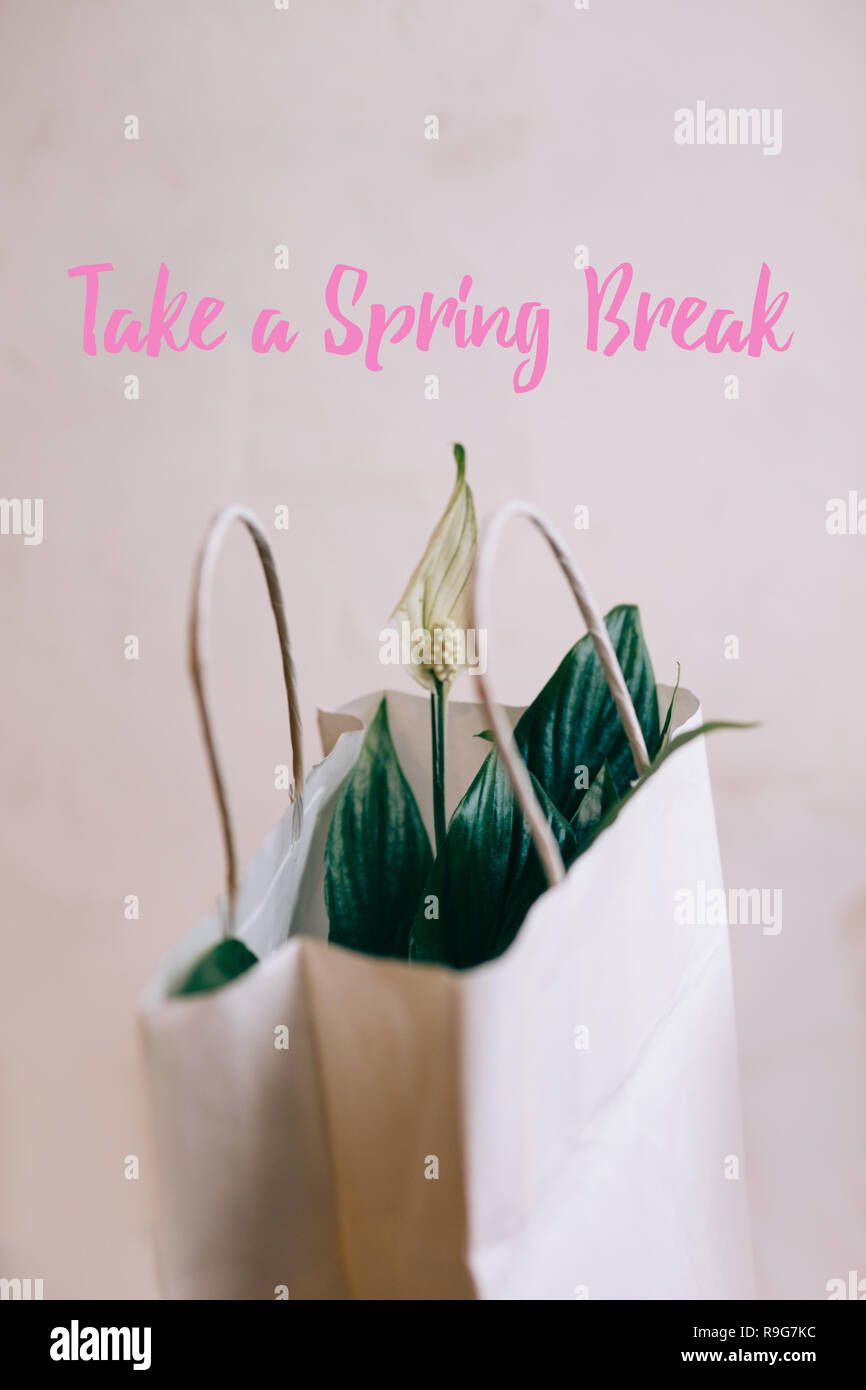 Take a spring break text. spatifilum flowers in white paper gift bag ...