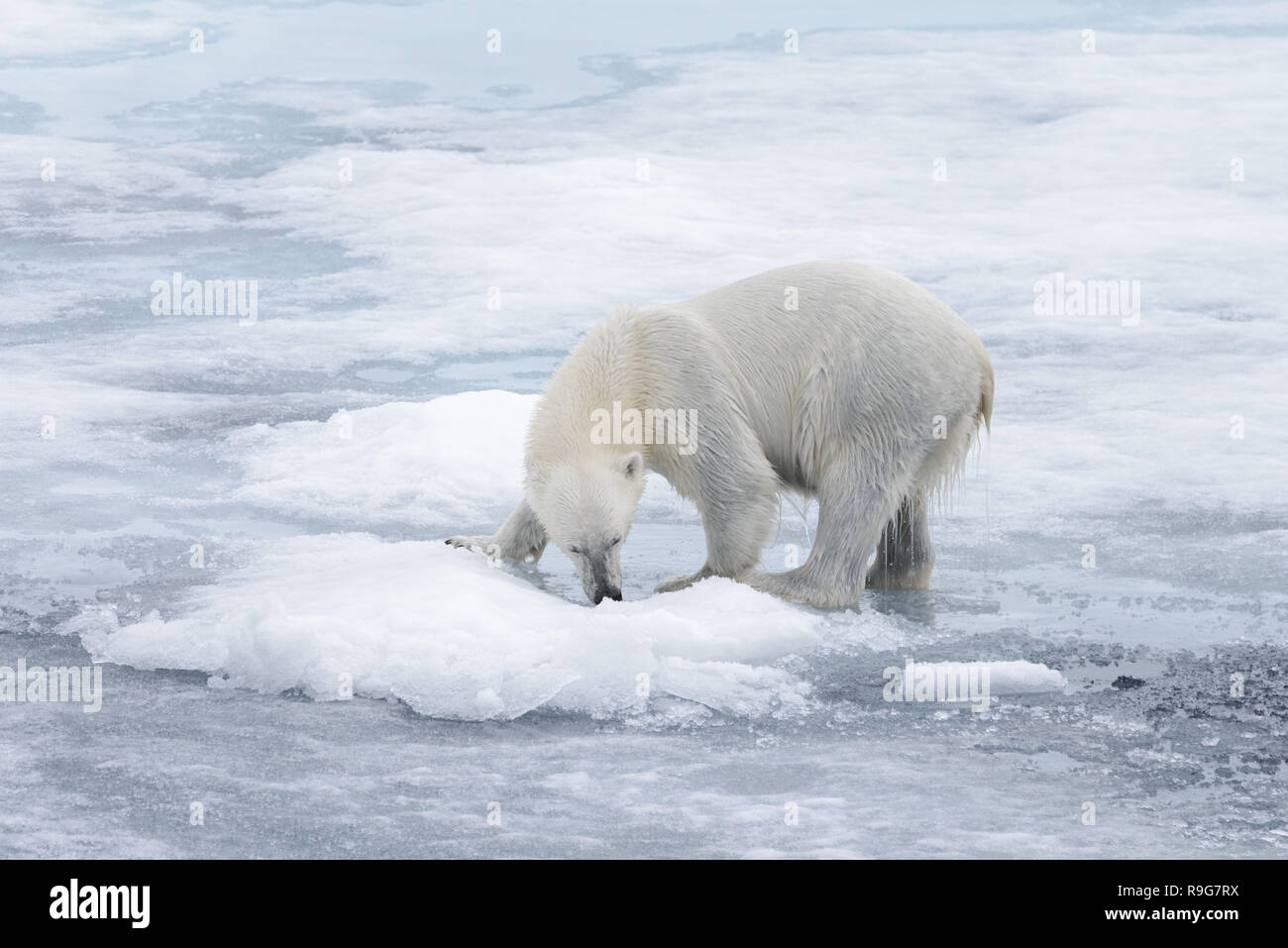 Wet polar bear going on pack ice in Arctic sea Stock Photo - Alamy