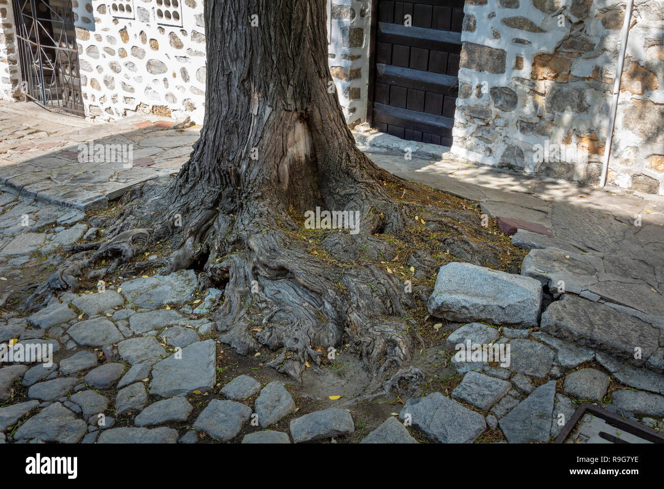 Tree roots damage pavement hi-res stock photography and images - Alamy