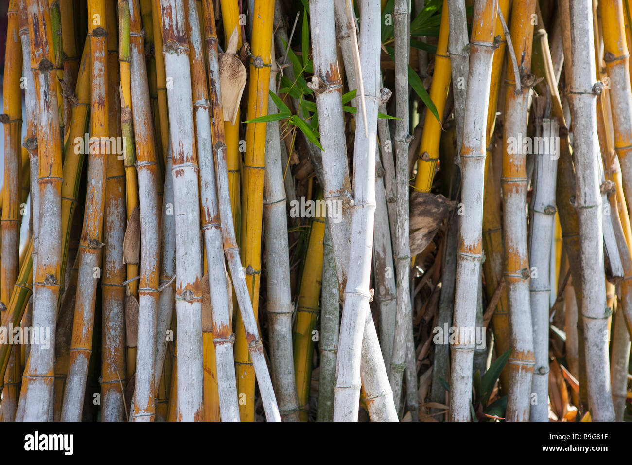 Bamboo growing in Bang Pa-In Summer Palace, Chiang Mai, Thailand Stock ...