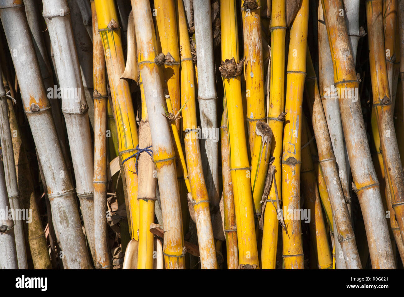 Bamboo palace hi-res stock photography and images - Alamy