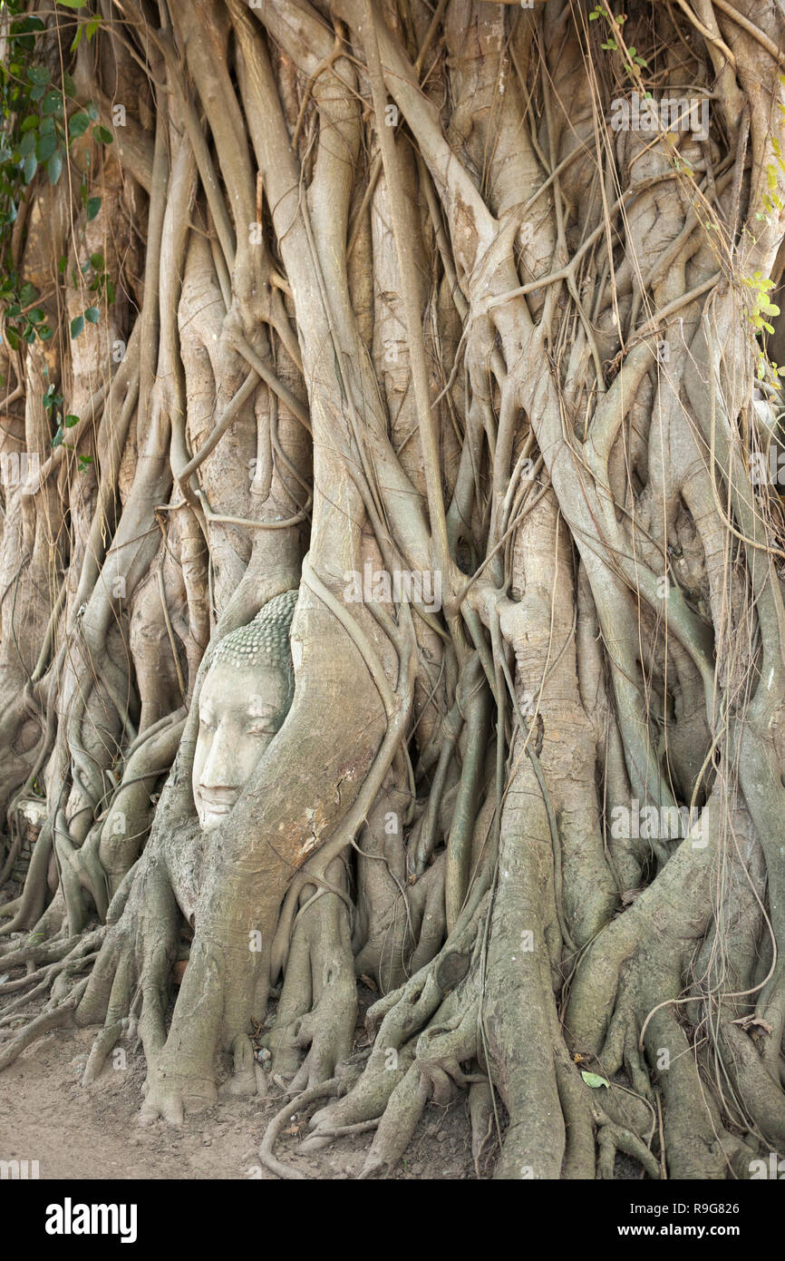Carved tree root, Ayutthaya ruins in Thailand Stock Photo - Alamy