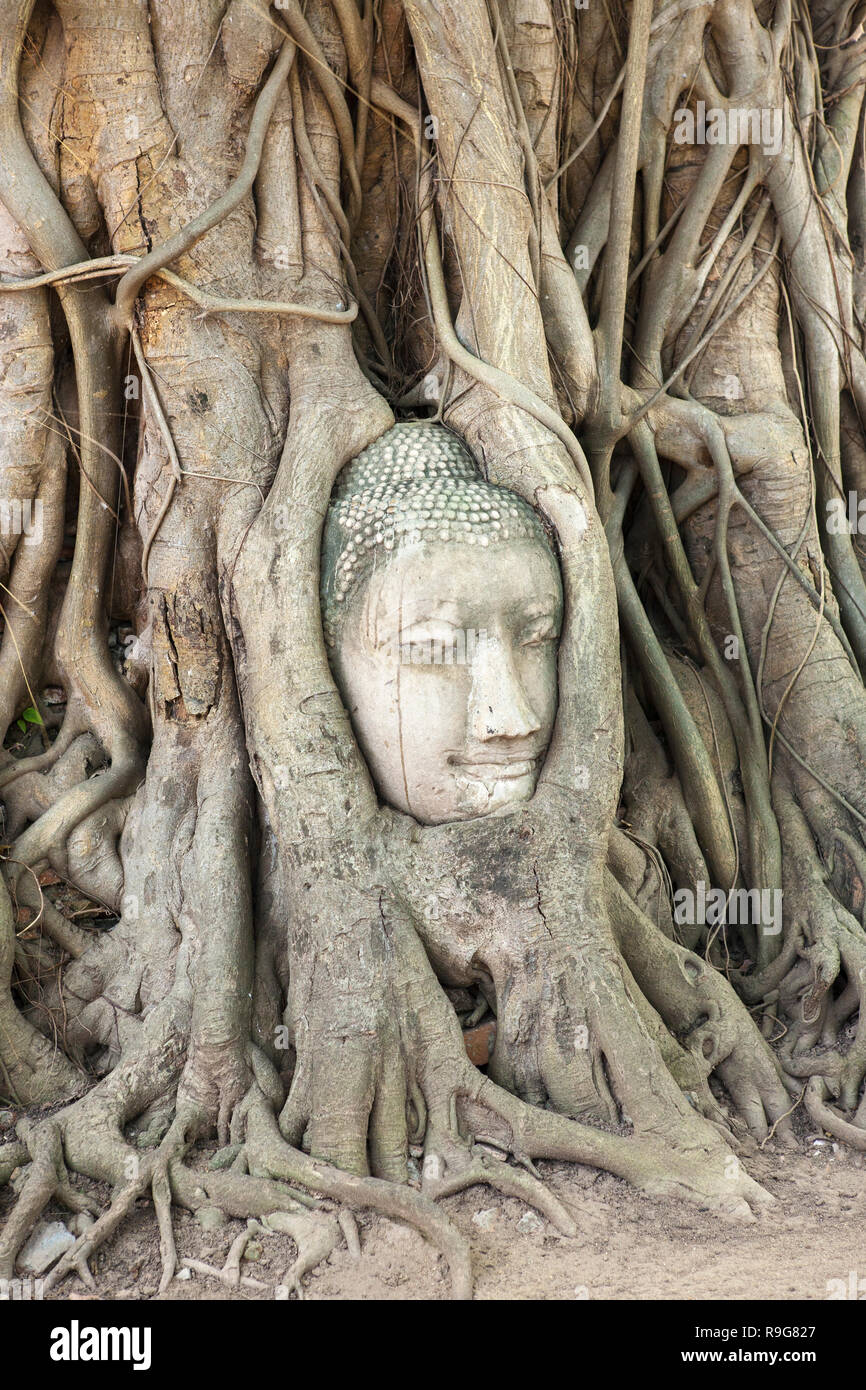 Carved tree root, Ayutthaya ruins in Thailand Stock Photo - Alamy