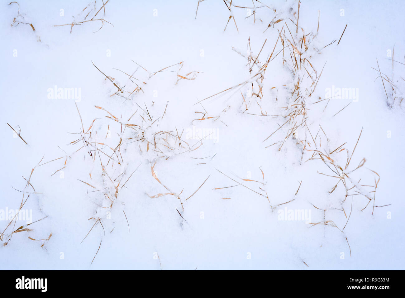 Top view photo of dry dead grass is seen from under the white fluffy ...
