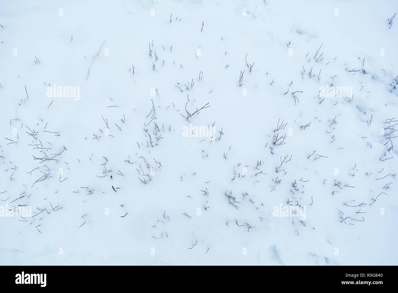 Top view photo of dry dead grass is seen from under the white fluffy ...
