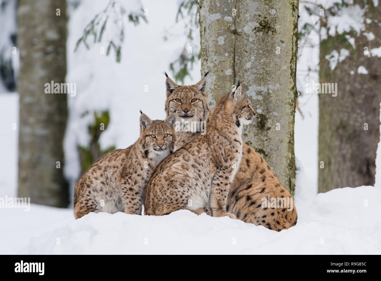 Kleine drei kinder hi-res stock photography and images - Alamy