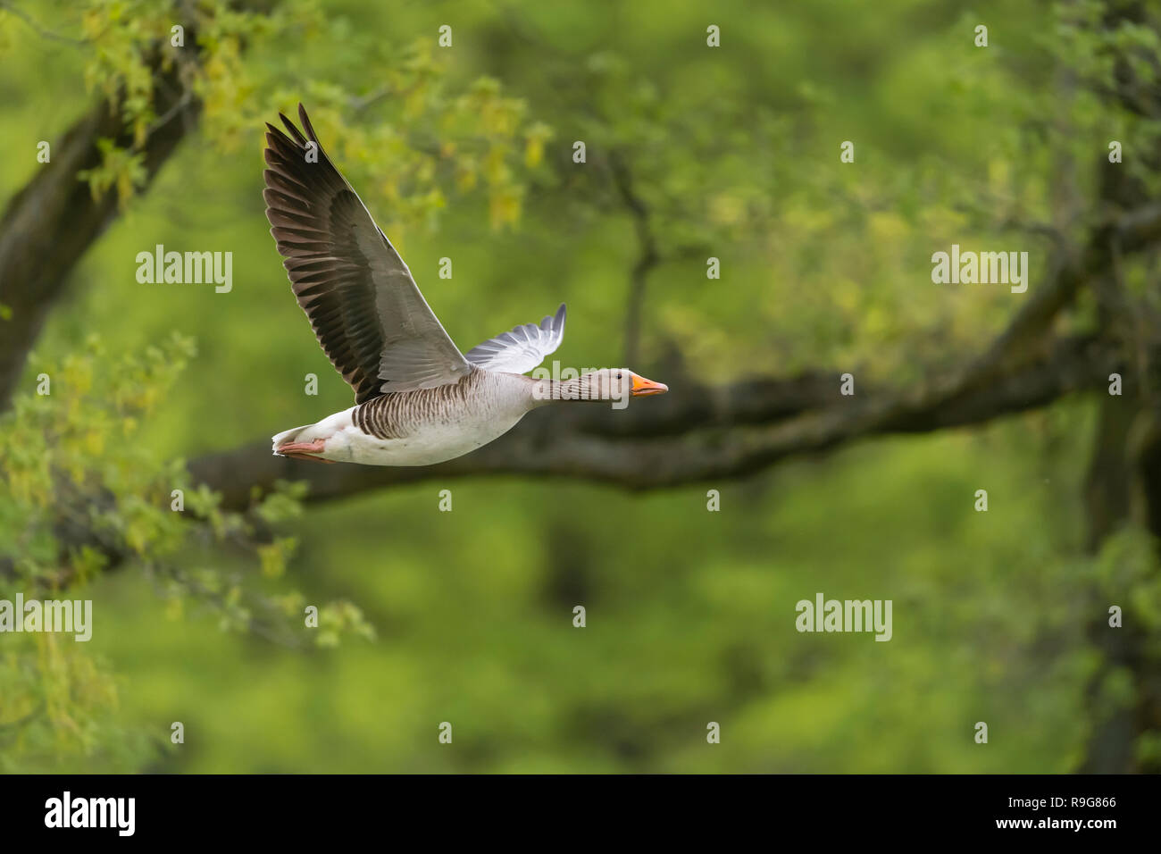 Grau gans im flug hi-res stock photography and images - Alamy