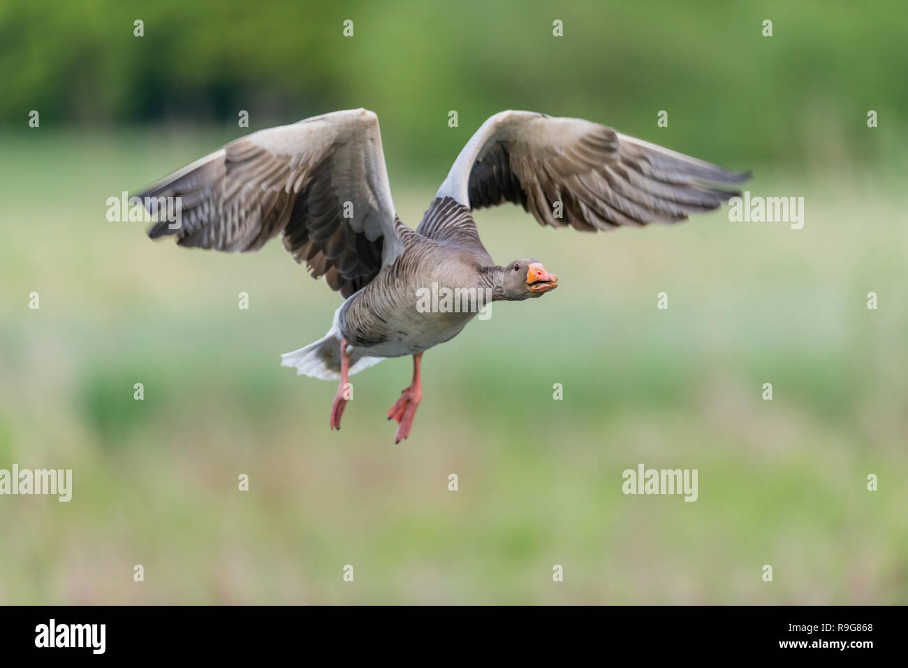 Graugans im Flug , Anser anser, Greylag Goose flying Stock Photo - Alamy