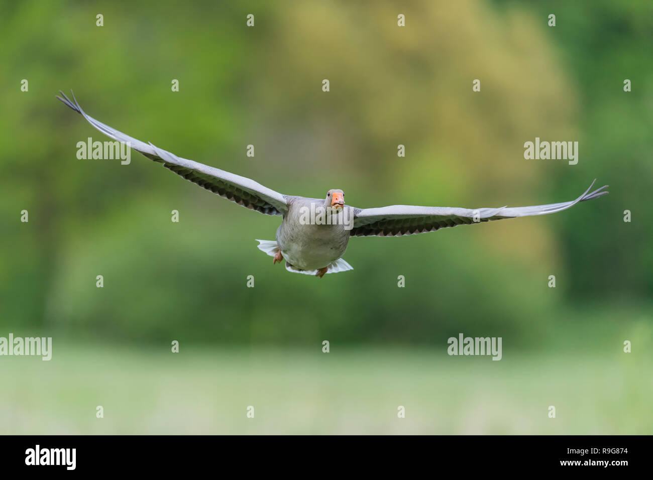 Graugans im flug hi-res stock photography and images - Alamy