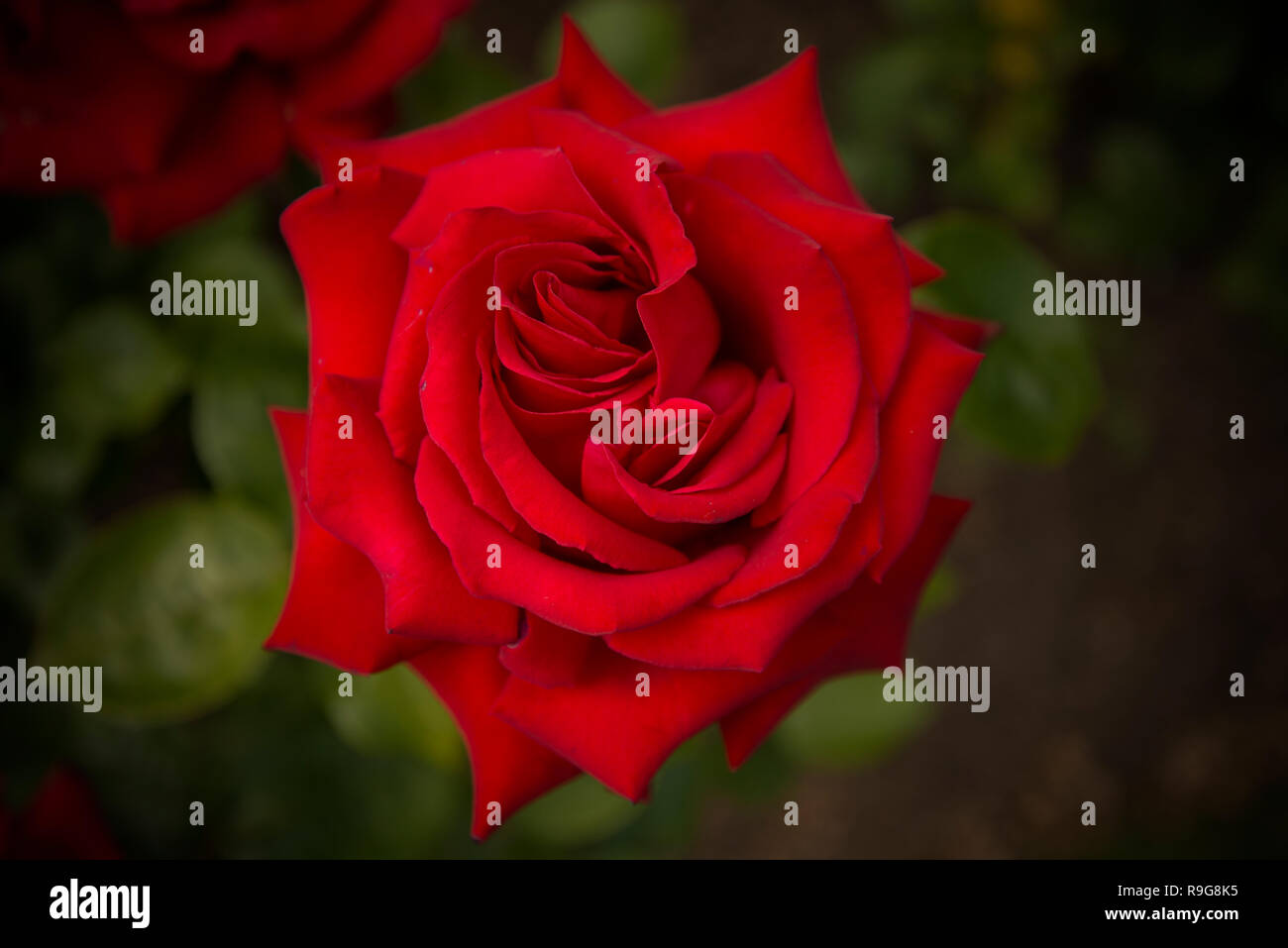 Garden red flower hi-res stock photography and images - Alamy