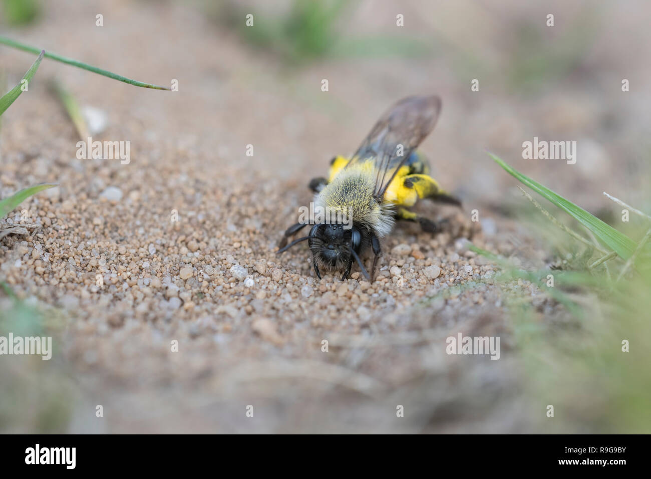 Weidensandbiene, Andrena vaga, Sandy Bee Stock Photo - Alamy